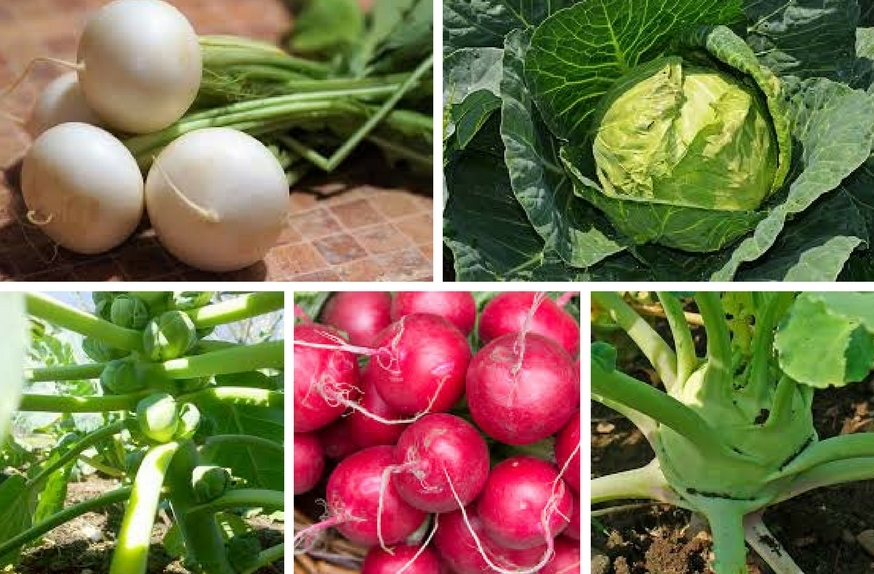 Crucifere - Tomappo blog